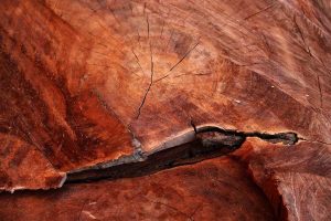 Types of Timber Cladding: Profiles and What to Use Where